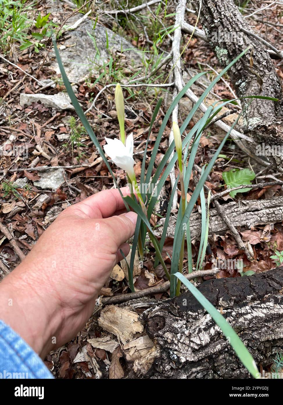 Drummond's rain lily (Zephyranthes drummondii Stock Photo - Alamy