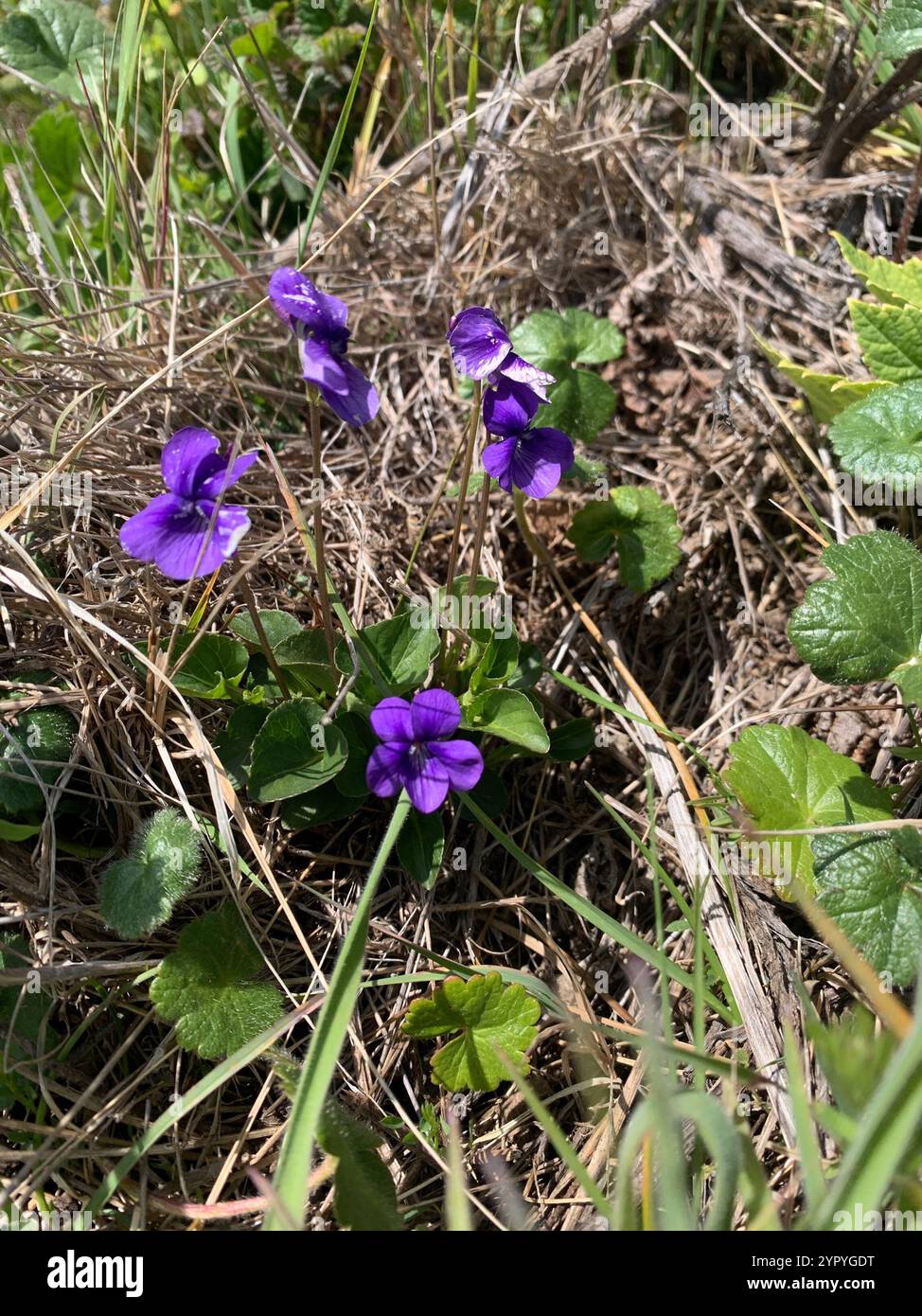 hookedspur violet (Viola adunca Stock Photo - Alamy