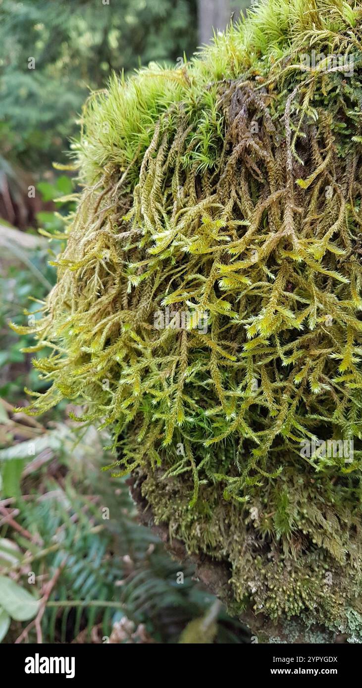 Pendulous Wing-moss (Antitrichia curtipendula Stock Photo - Alamy