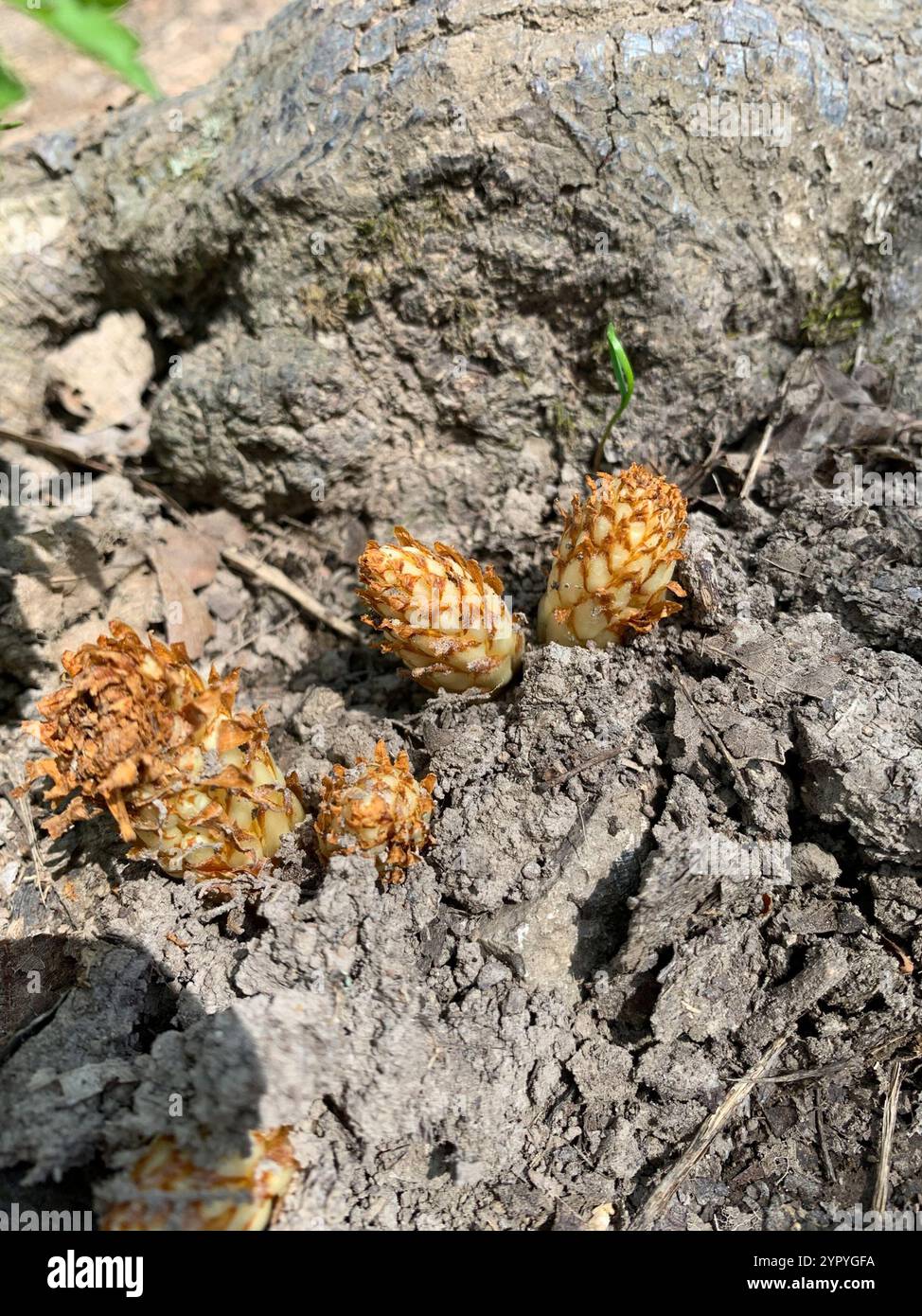 American cancer-root (Conopholis americana Stock Photo - Alamy