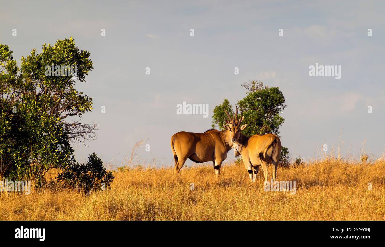 Eland antelopes Masai Mara, Kenya, East Africa Stock Photo - Alamy
