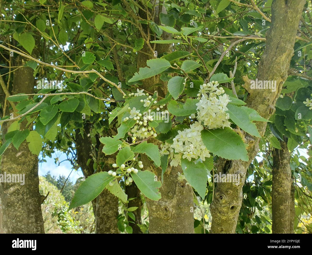 Hoheria populnea hi-res stock photography and images - Alamy