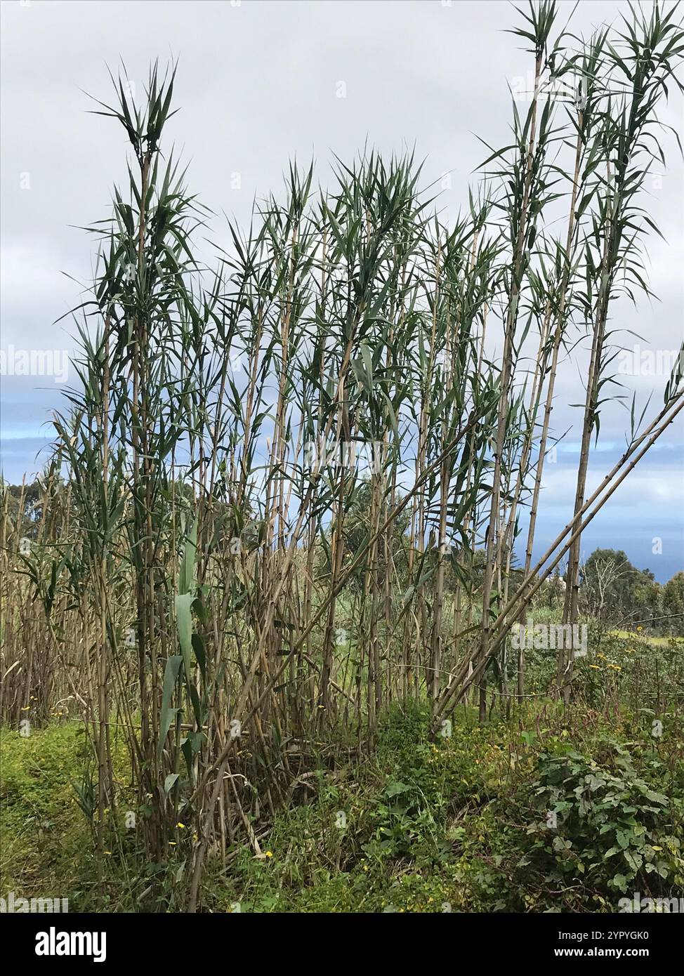 giant reed (Arundo donax Stock Photo - Alamy