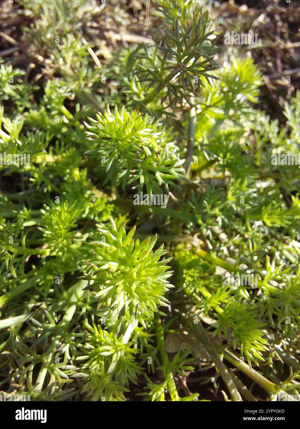 scentless mayweed (Tripleurospermum inodorum Stock Photo - Alamy