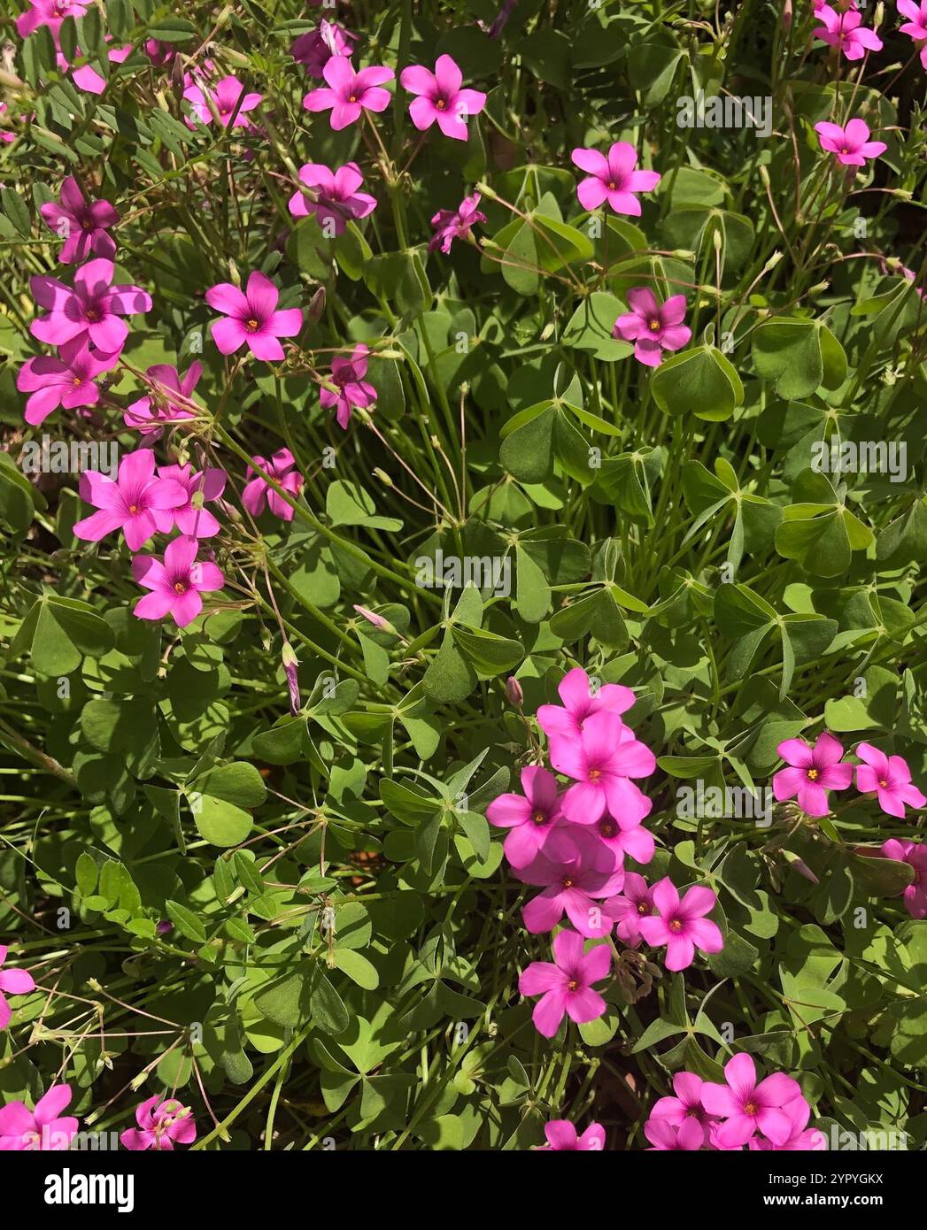 pink-sorrel (Oxalis articulata Stock Photo - Alamy