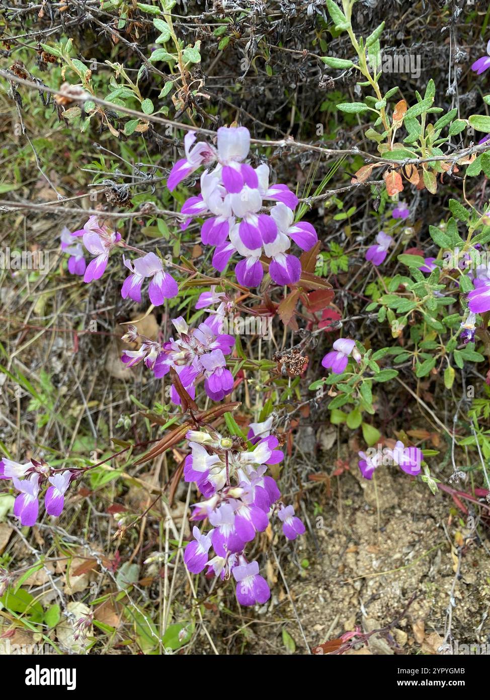 Purple Chinese Houses (Collinsia heterophylla Stock Photo - Alamy