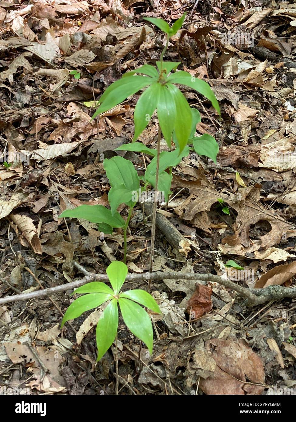 Cucumber Root (Medeola virginiana Stock Photo - Alamy
