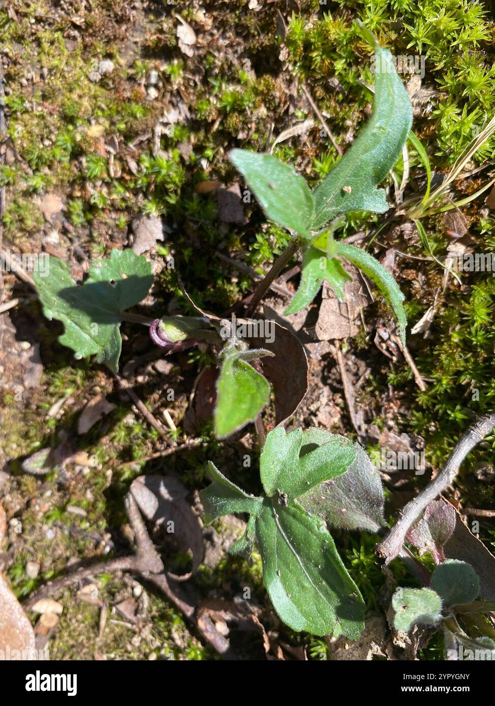 three-lobed violet (Viola palmata Stock Photo - Alamy