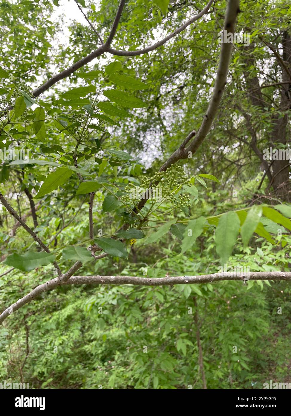 Hercules' club (Zanthoxylum clava-herculis Stock Photo - Alamy