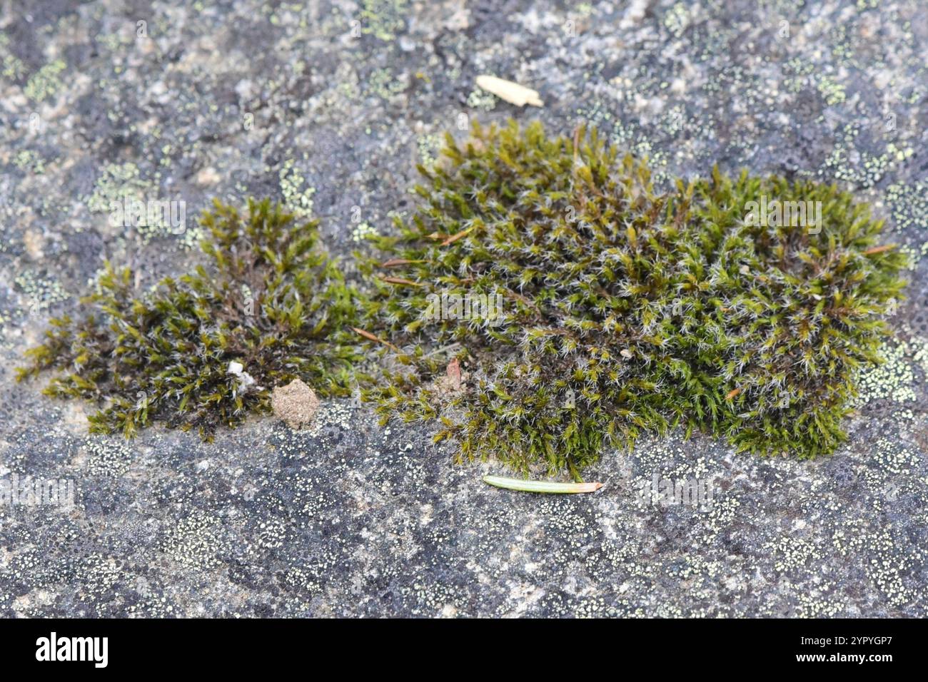 Yellow-green Rock Moss (Racomitrium heterostichum Stock Photo - Alamy