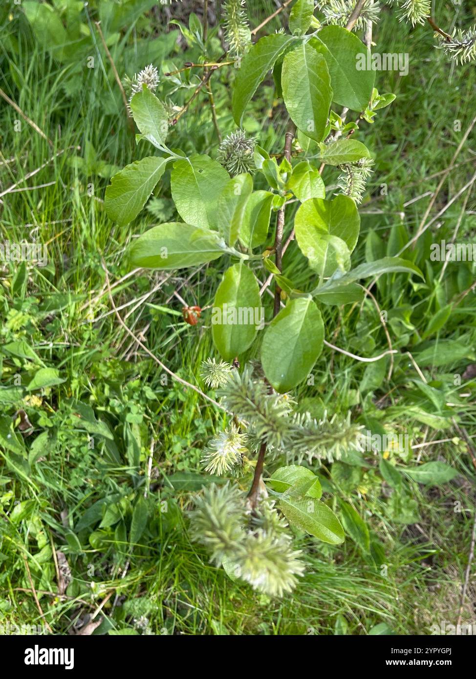 goat willow (Salix caprea Stock Photo - Alamy