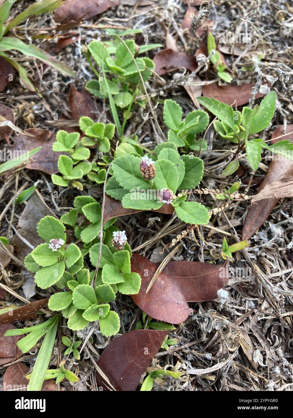 turkey tangle frogfruit (Phyla nodiflora Stock Photo - Alamy