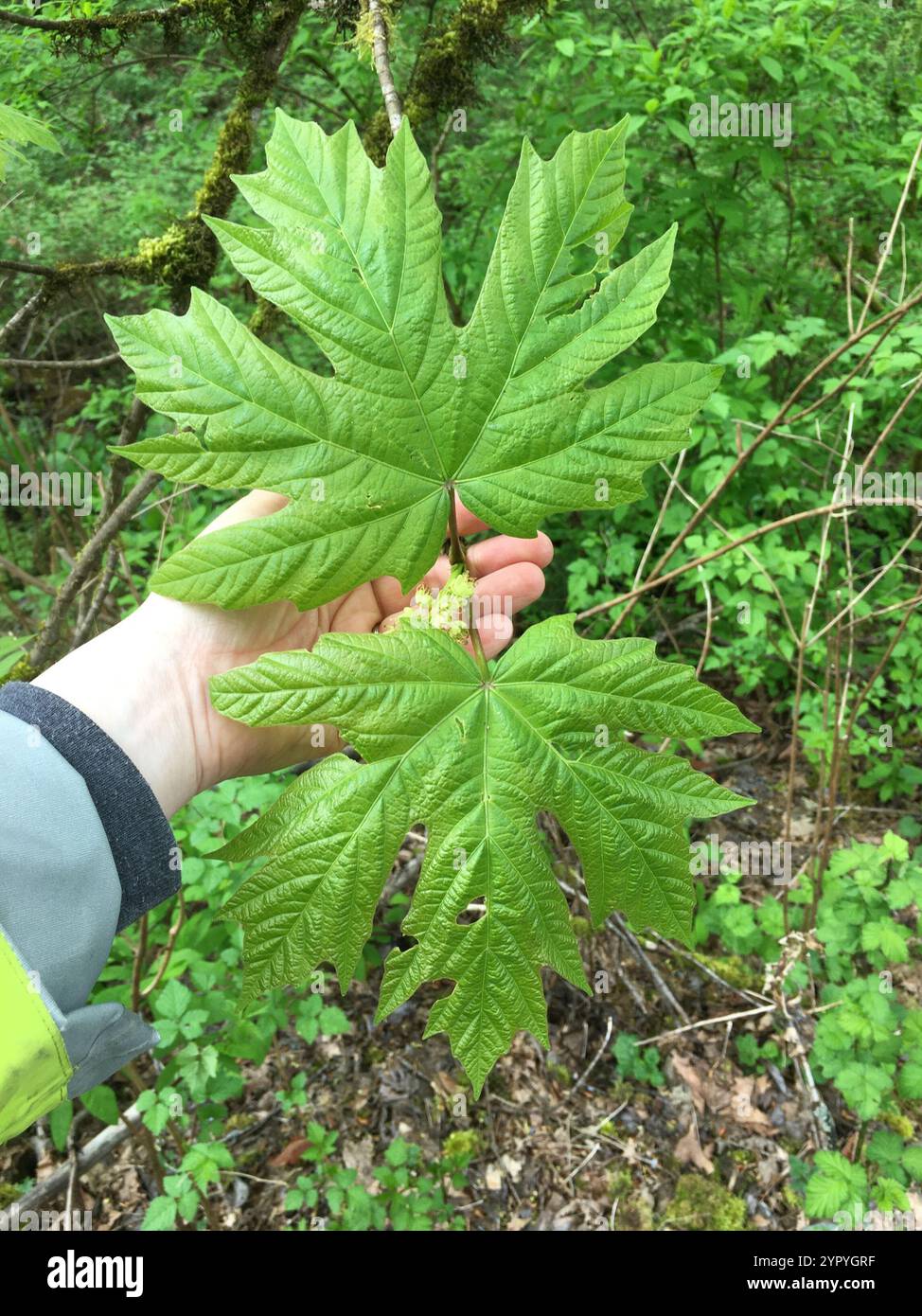 bigleaf maple (Acer macrophyllum Stock Photo - Alamy