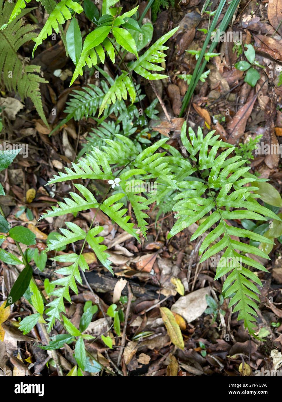 Semi-pinnated Brake (Pteris semipinnata Stock Photo - Alamy