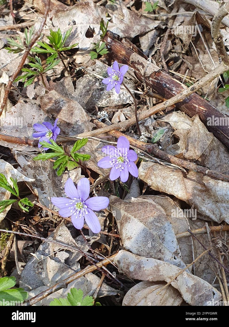 Liverleaf (Hepatica nobilis Stock Photo - Alamy