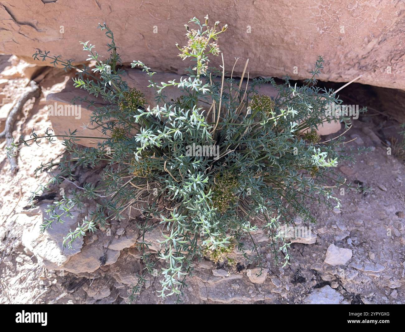 Utah Desertparsley (Lomatium parryi Stock Photo - Alamy