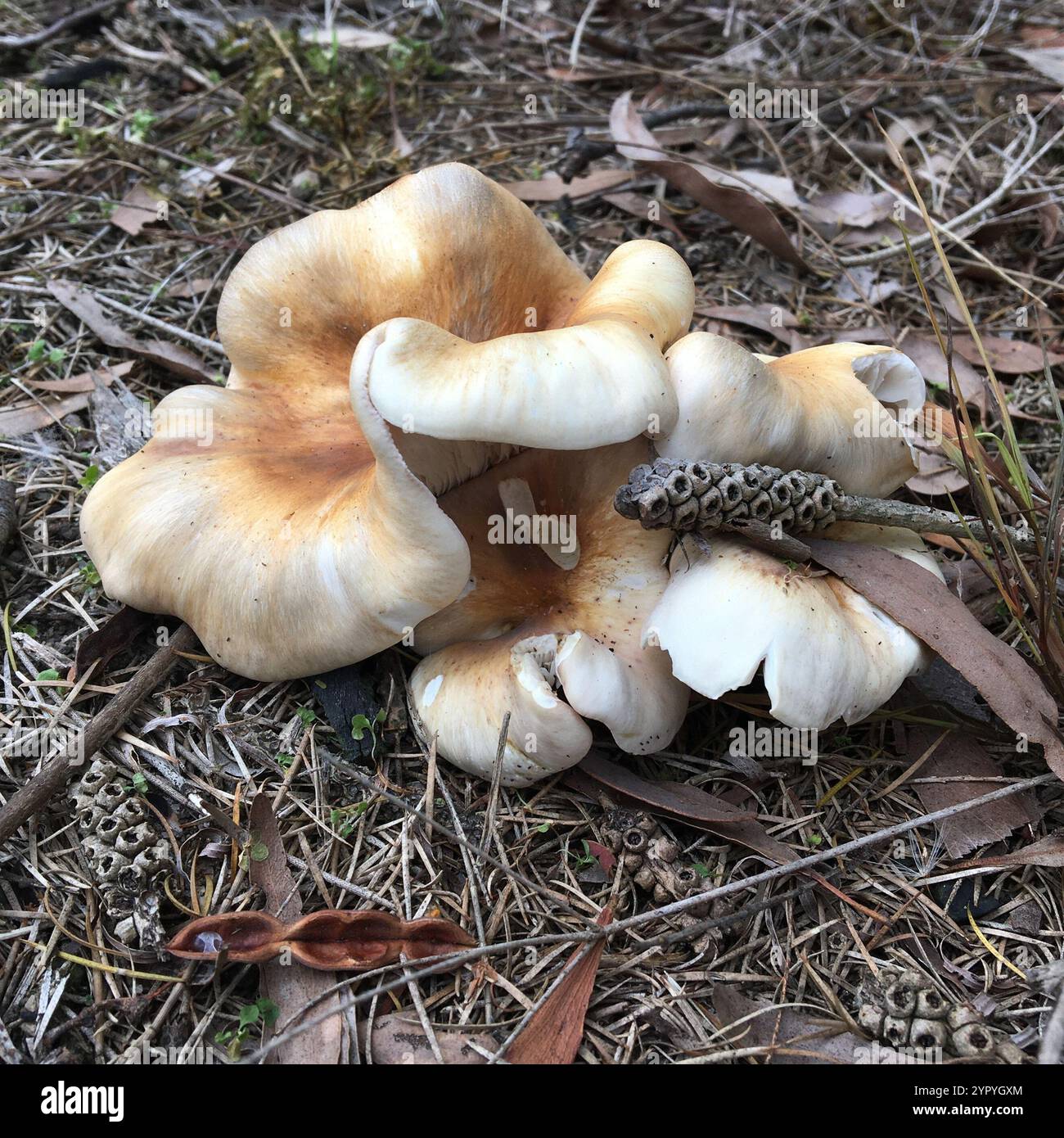 ghost fungus (Omphalotus nidiformis Stock Photo - Alamy