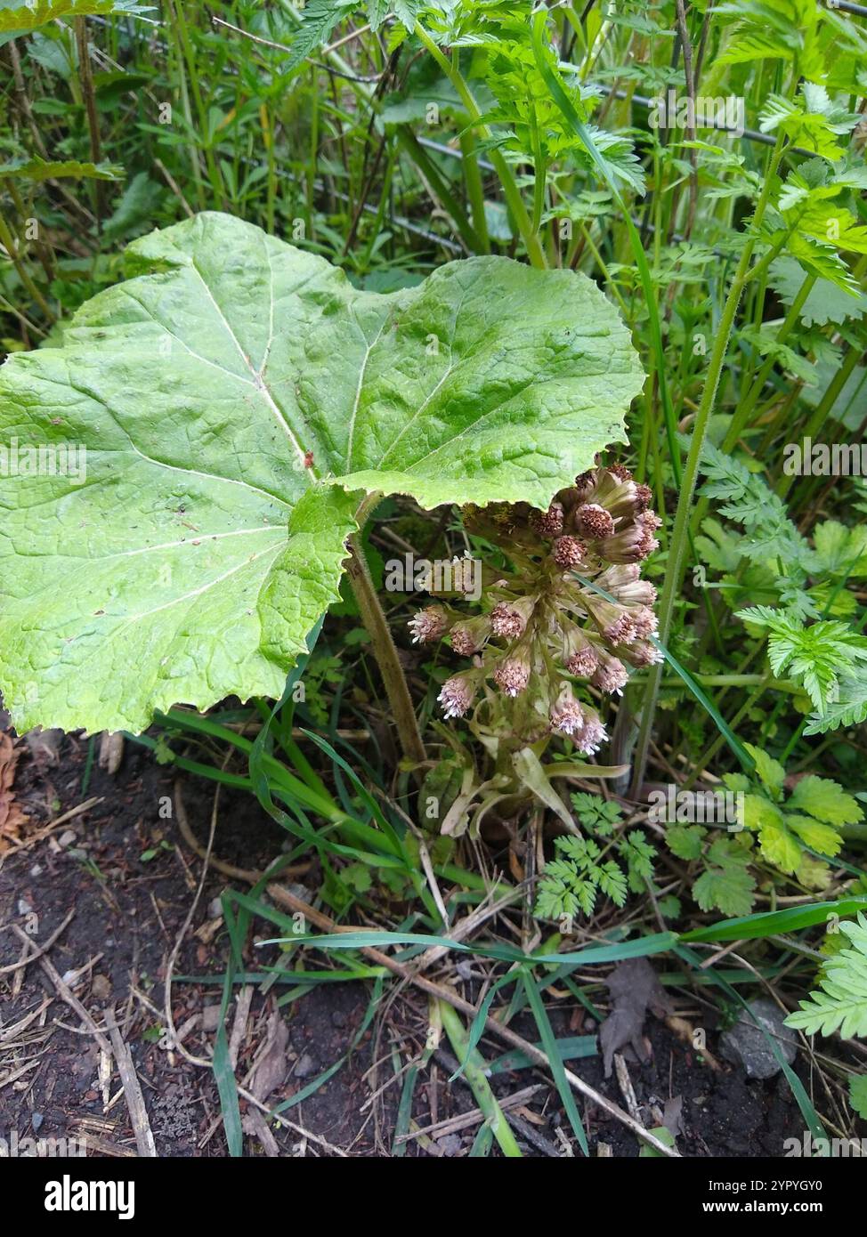Common Butterbur (Petasites hybridus Stock Photo - Alamy