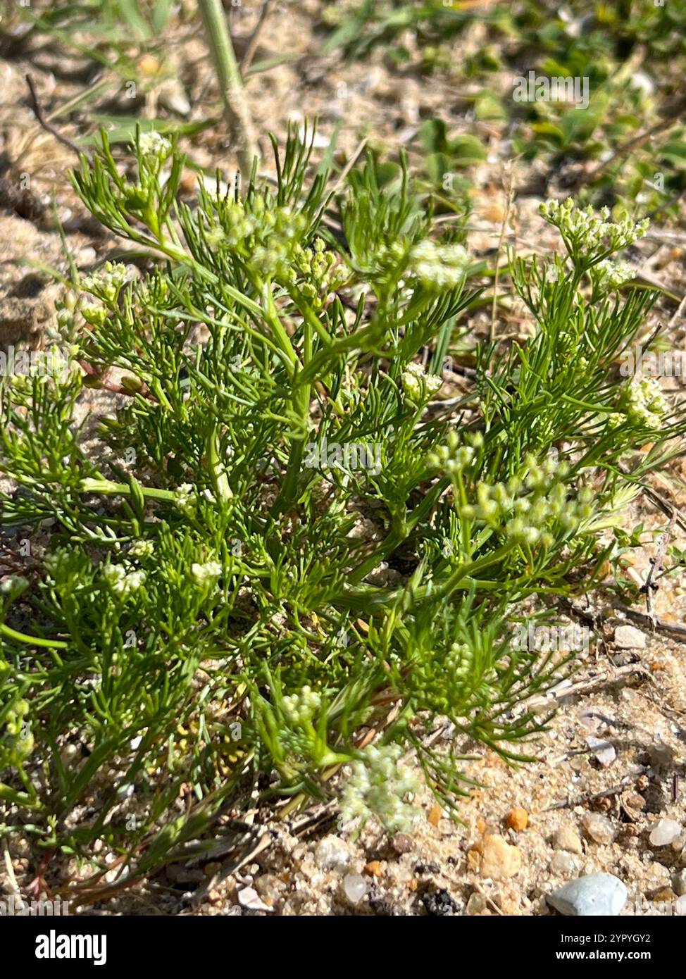 Marsh parsley (Cyclospermum leptophyllum Stock Photo - Alamy