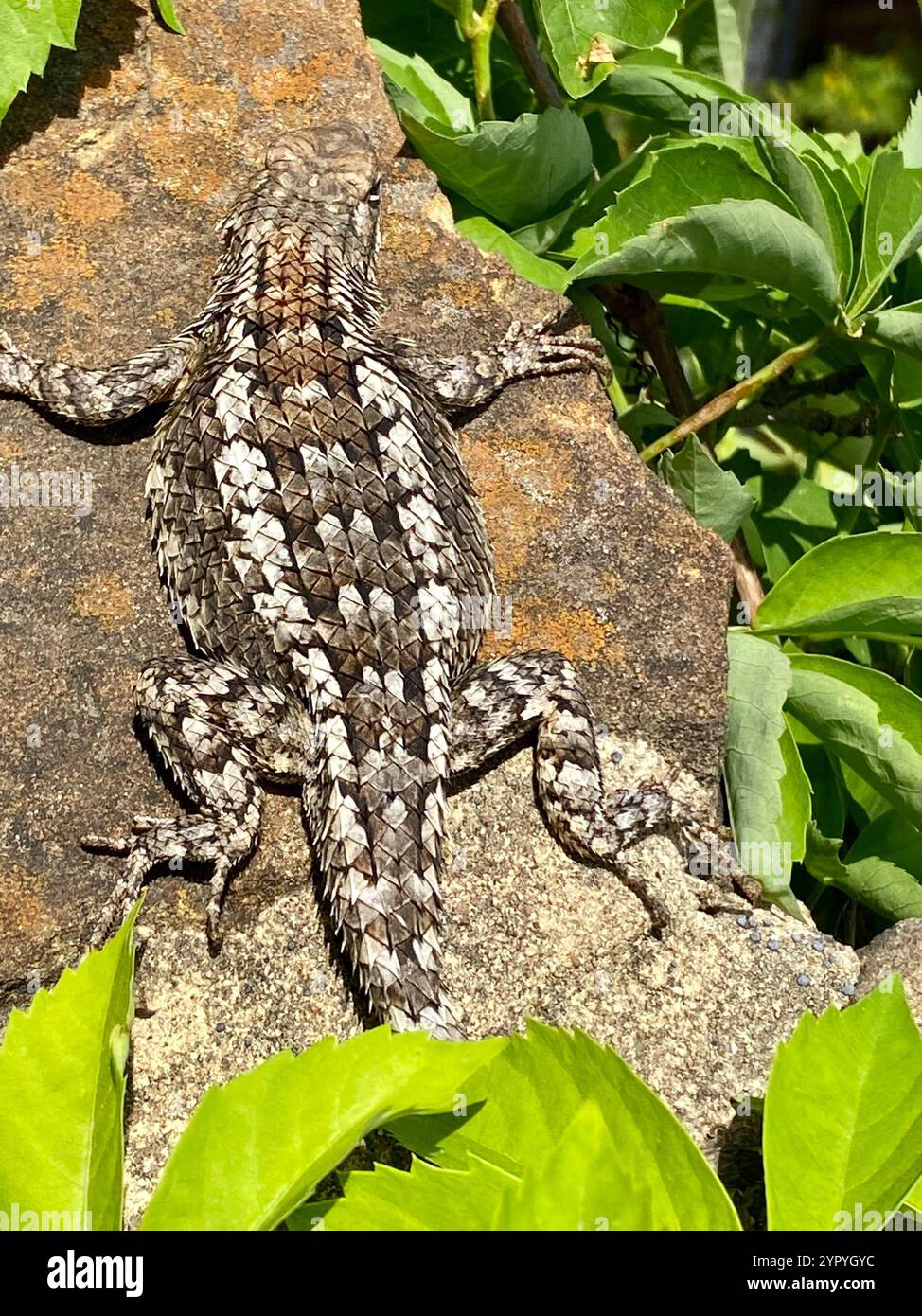 Texas Spiny Lizard (Sceloporus olivaceus Stock Photo - Alamy