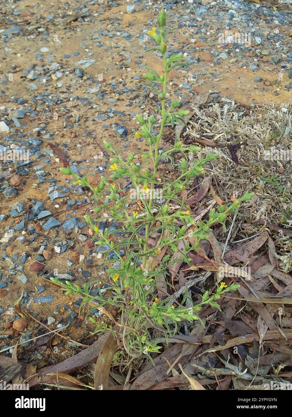 Stinkwort (Dittrichia graveolens Stock Photo - Alamy