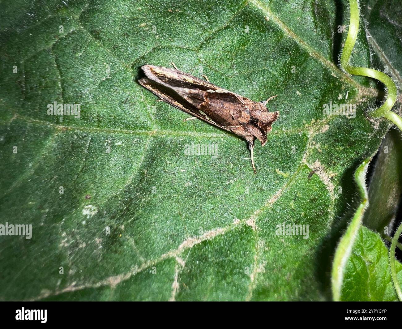 Green Garden Looper (Chrysodeixis eriosoma Stock Photo - Alamy
