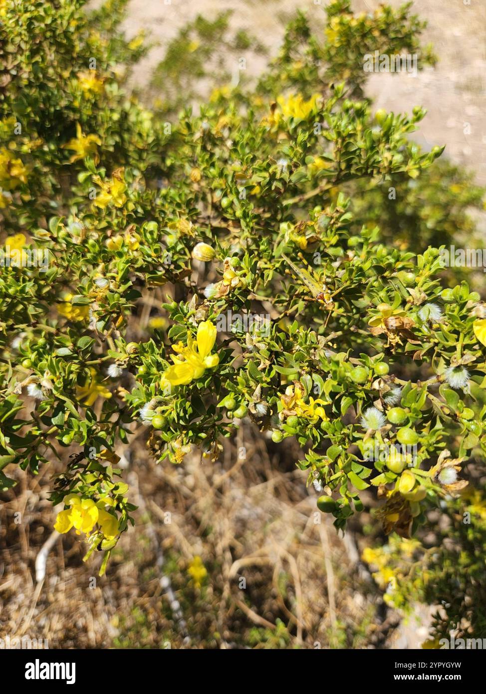 Creosote Bush (Larrea tridentata Stock Photo - Alamy