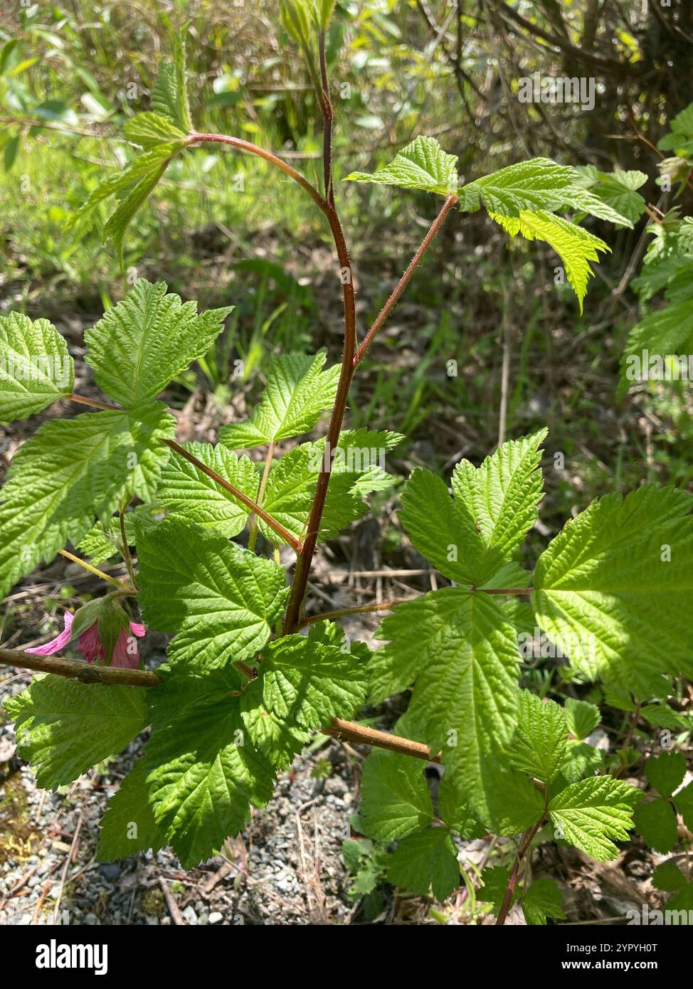 Salmonberry (Rubus spectabilis Stock Photo - Alamy