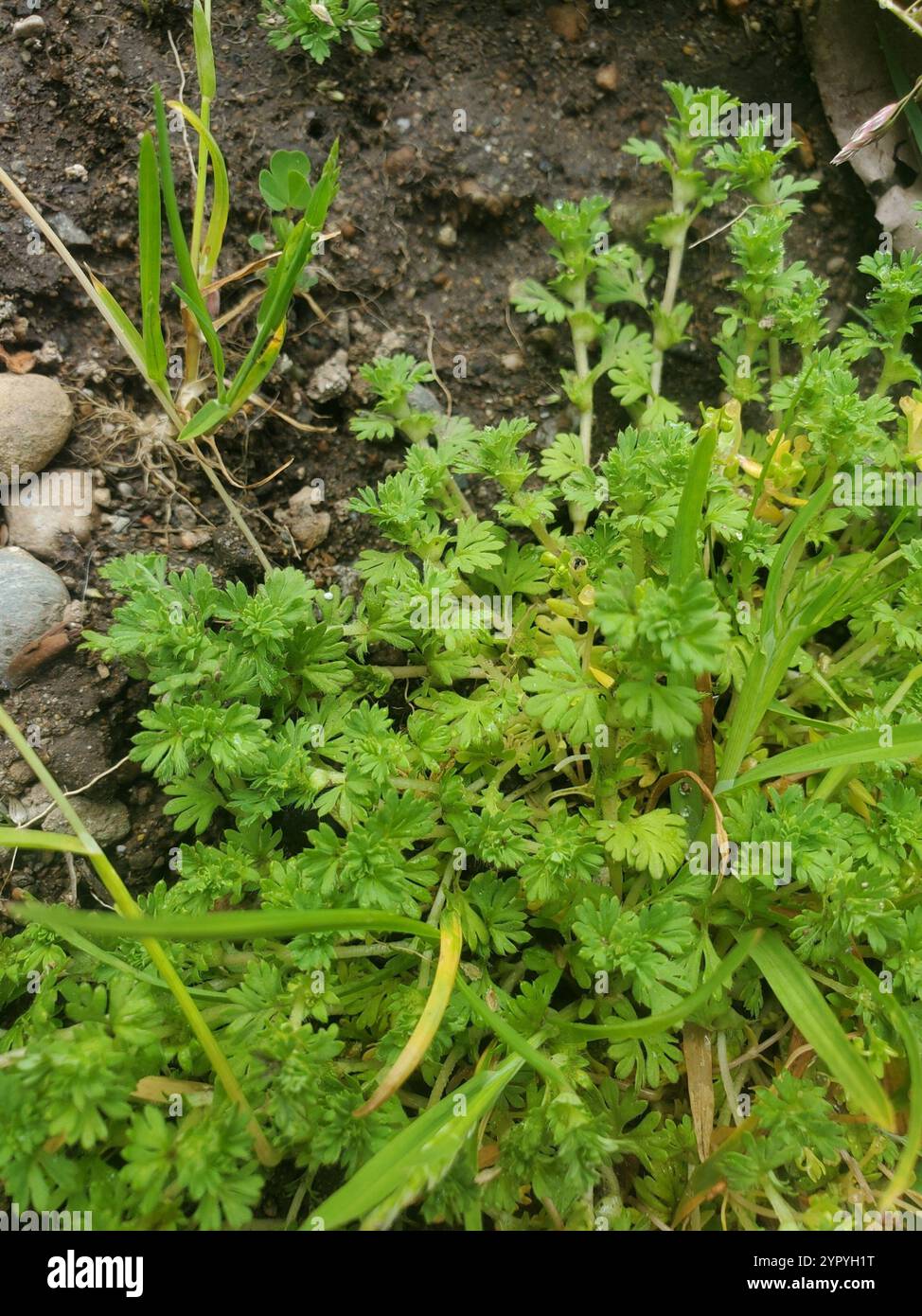 Field Parsley Piert (Alchemilla arvensis Stock Photo - Alamy