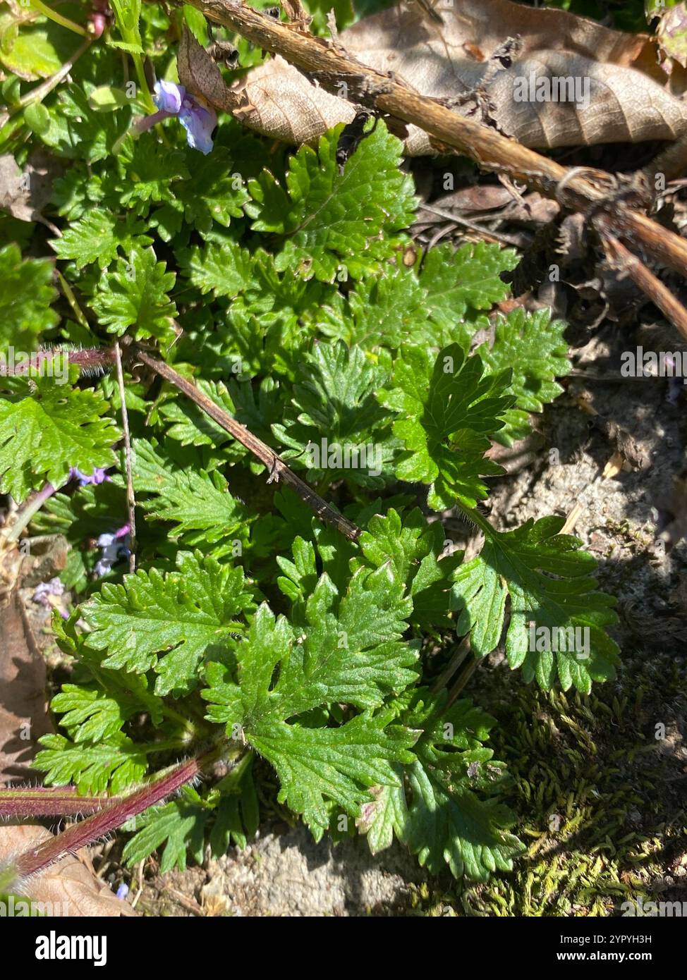 rose vervain (Glandularia canadensis Stock Photo - Alamy