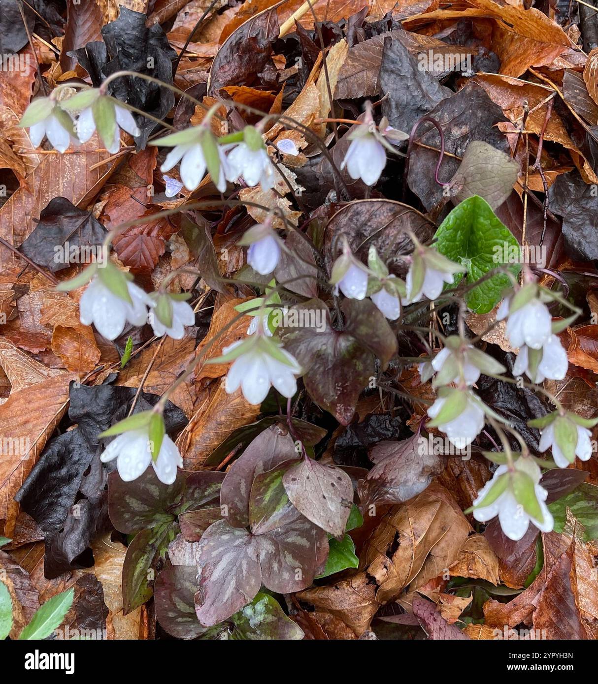 sharp-lobed hepatica (Hepatica acutiloba Stock Photo - Alamy