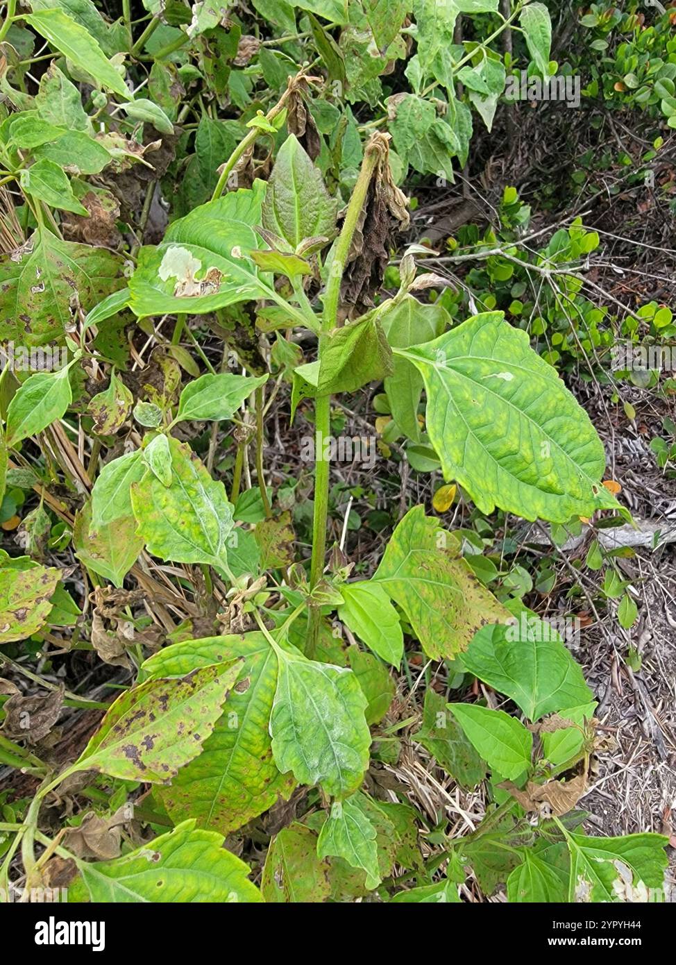Siam weed (Chromolaena odorata Stock Photo - Alamy