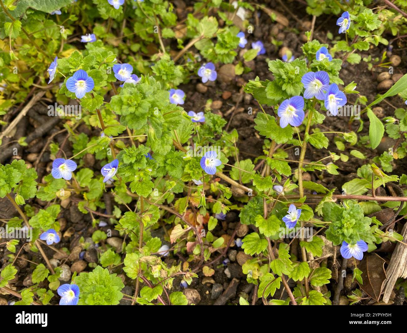 bird's-eye speedwell (Veronica persica Stock Photo - Alamy