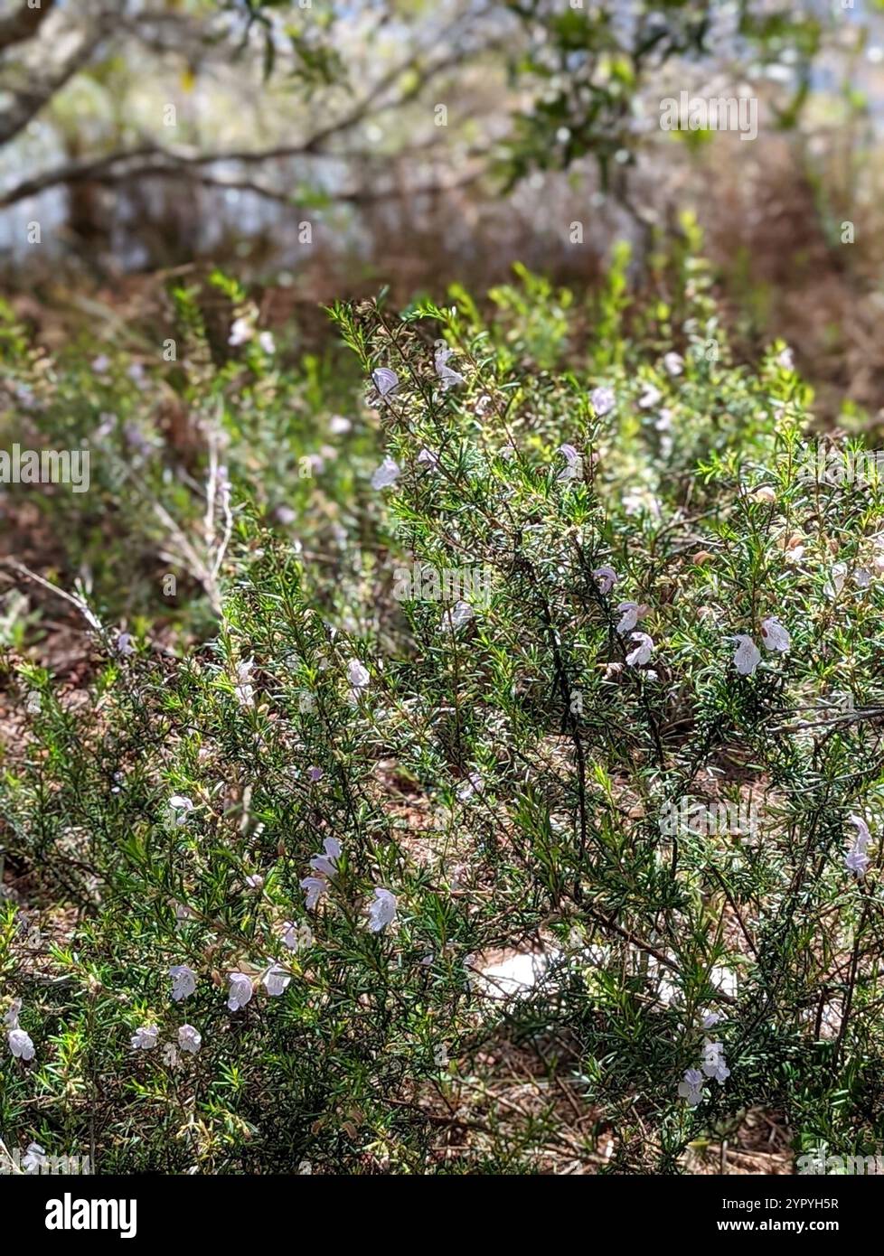 Largeflower False Rosemary (Conradina grandiflora Stock Photo - Alamy