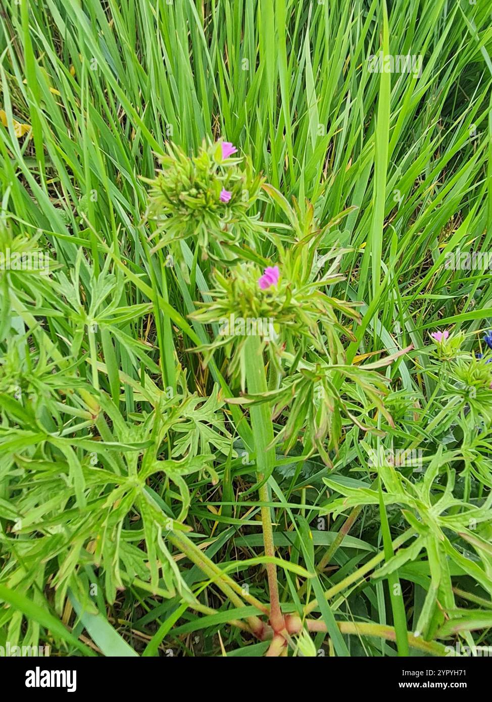 Cut-leaved crane's-bill (Geranium dissectum Stock Photo - Alamy