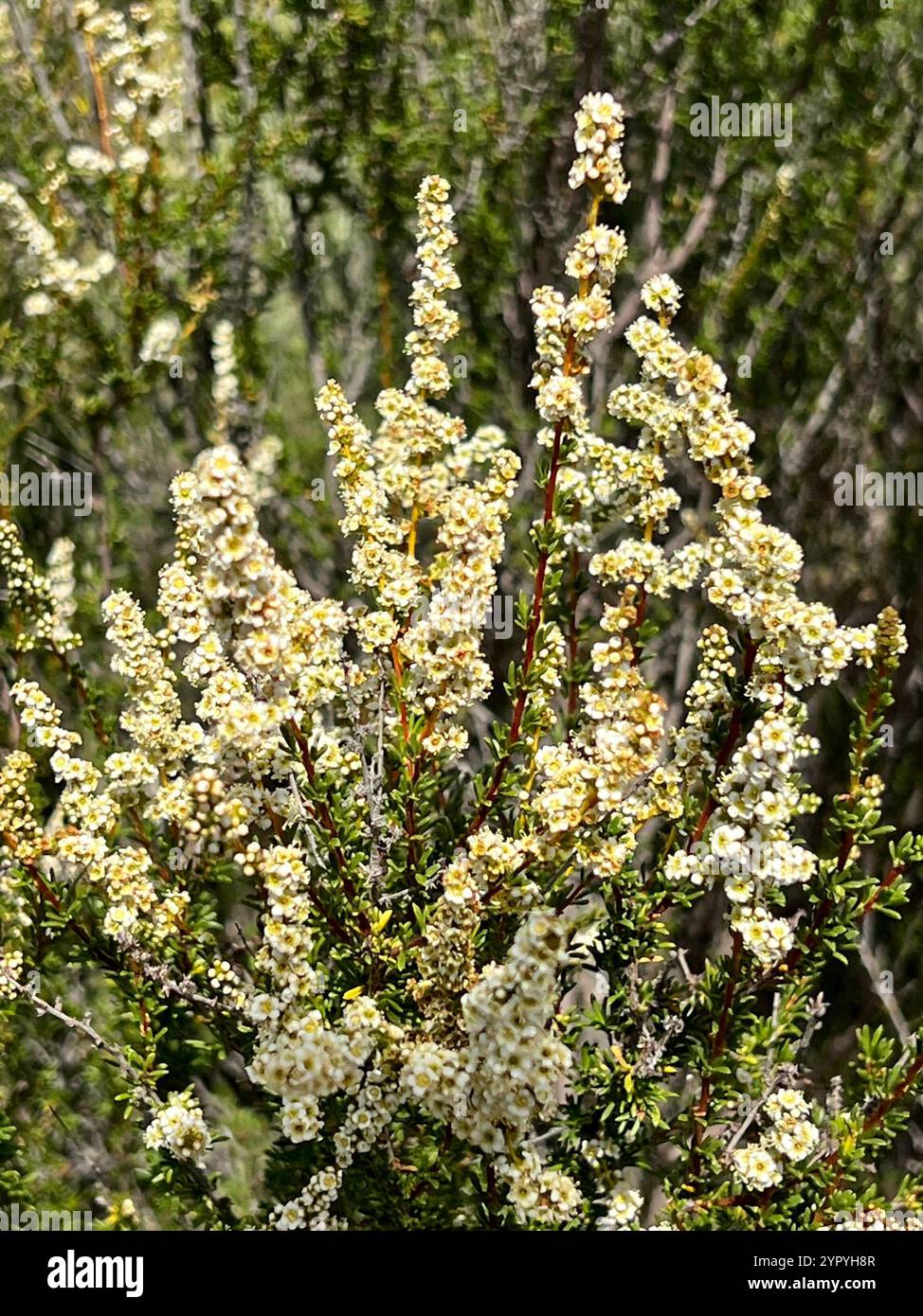chamise (Adenostoma fasciculatum Stock Photo - Alamy