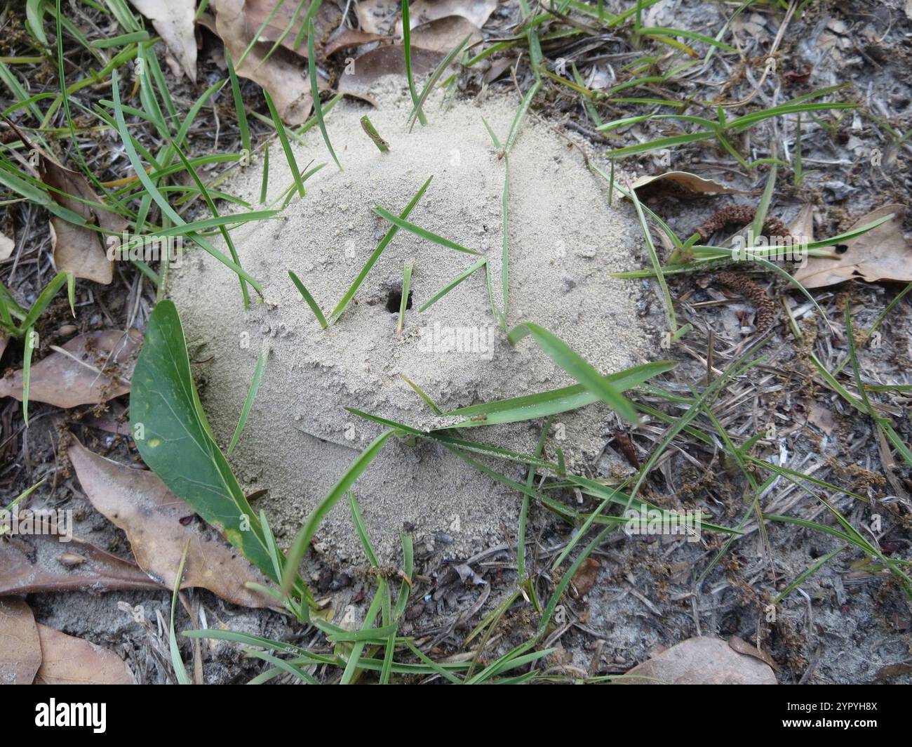 Buren's Pyramid Ant (Dorymyrmex bureni Stock Photo - Alamy