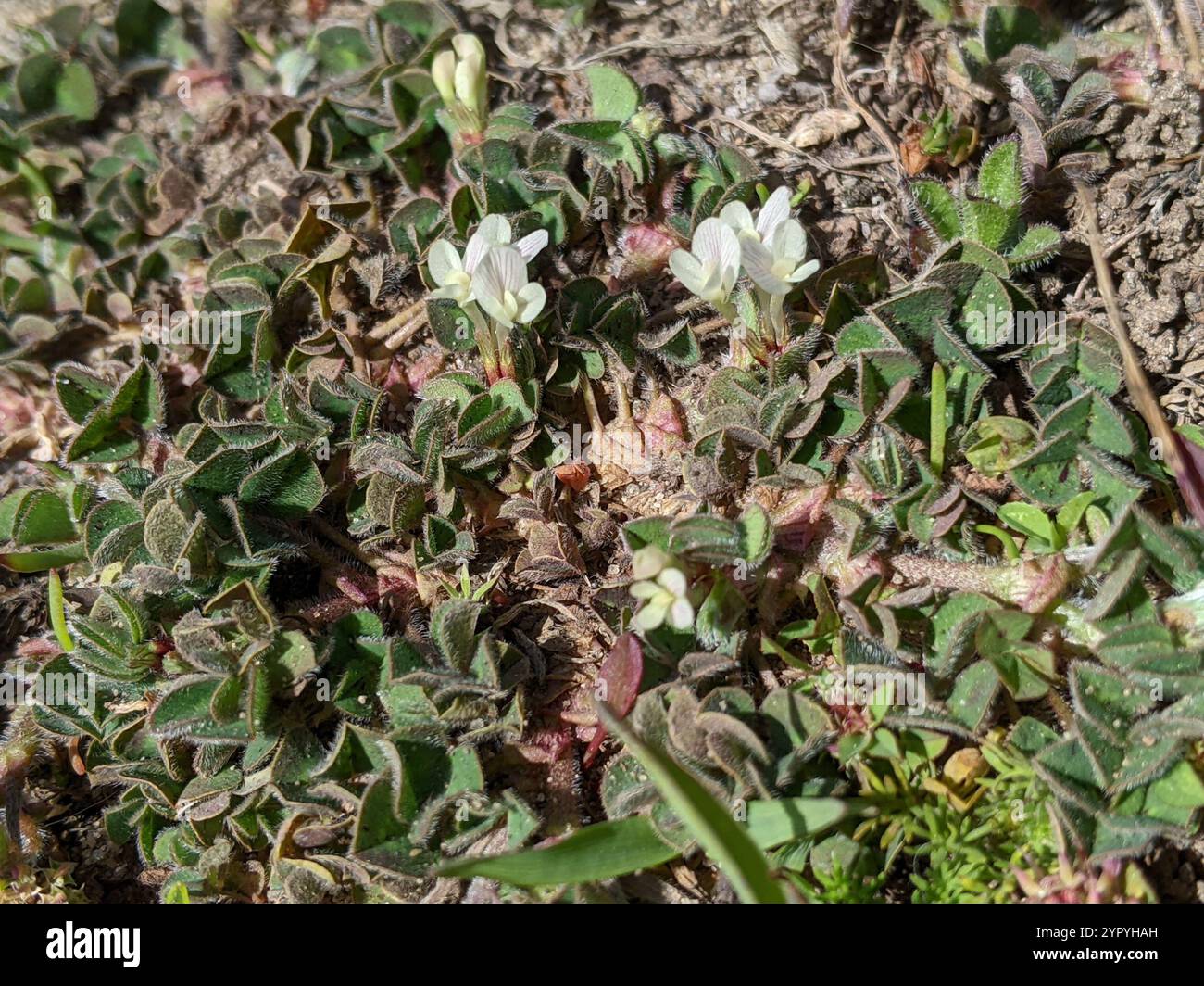 Subterranean Clover (Trifolium subterraneum Stock Photo - Alamy