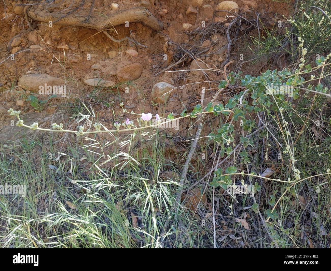 southern coastal bushmallow (Malacothamnus fasciculatus Stock Photo - Alamy