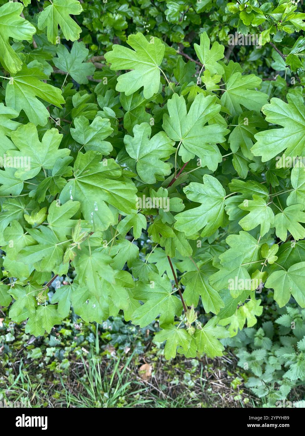 field maple (Acer campestre Stock Photo - Alamy