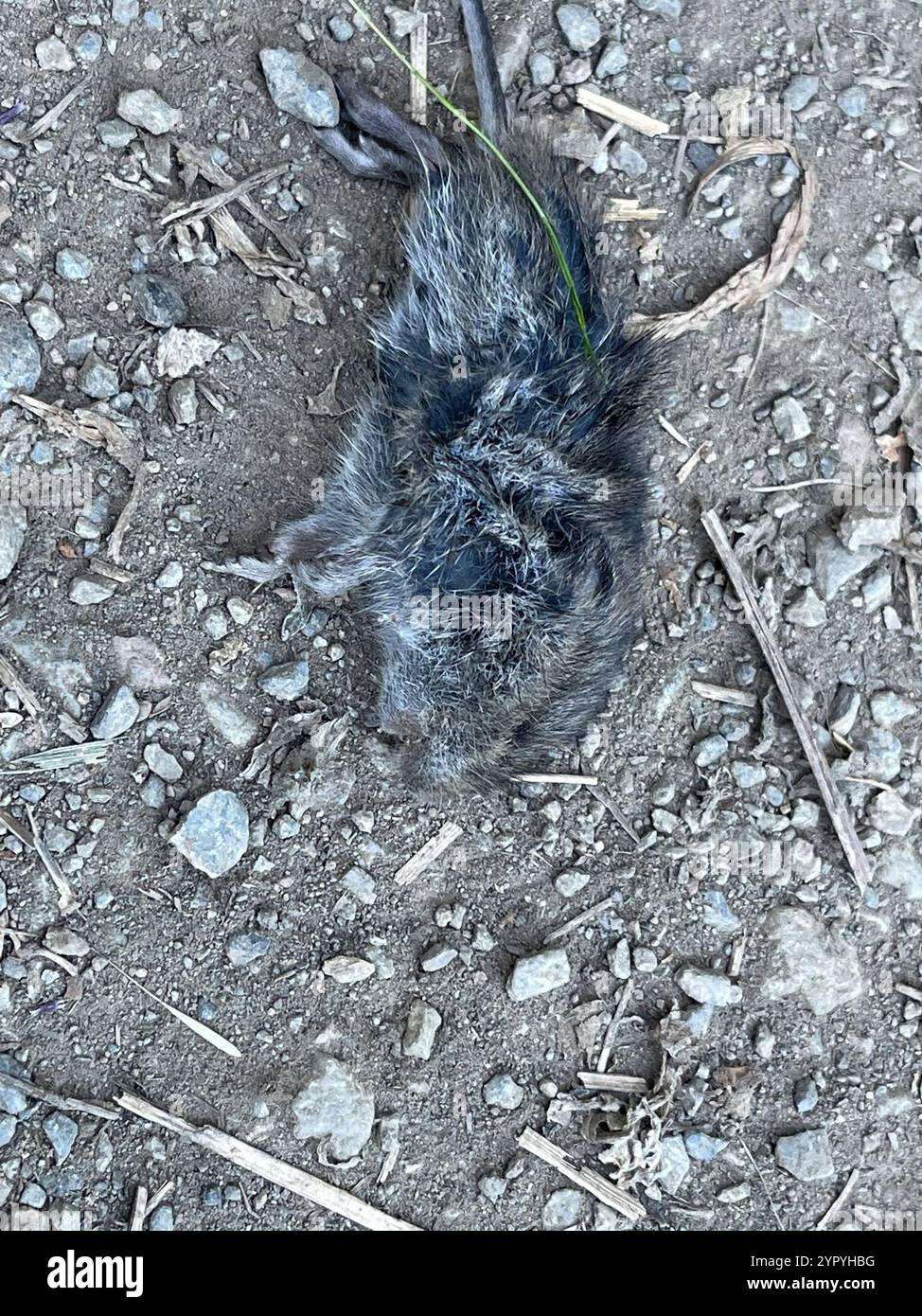 California Vole (Microtus californicus Stock Photo - Alamy