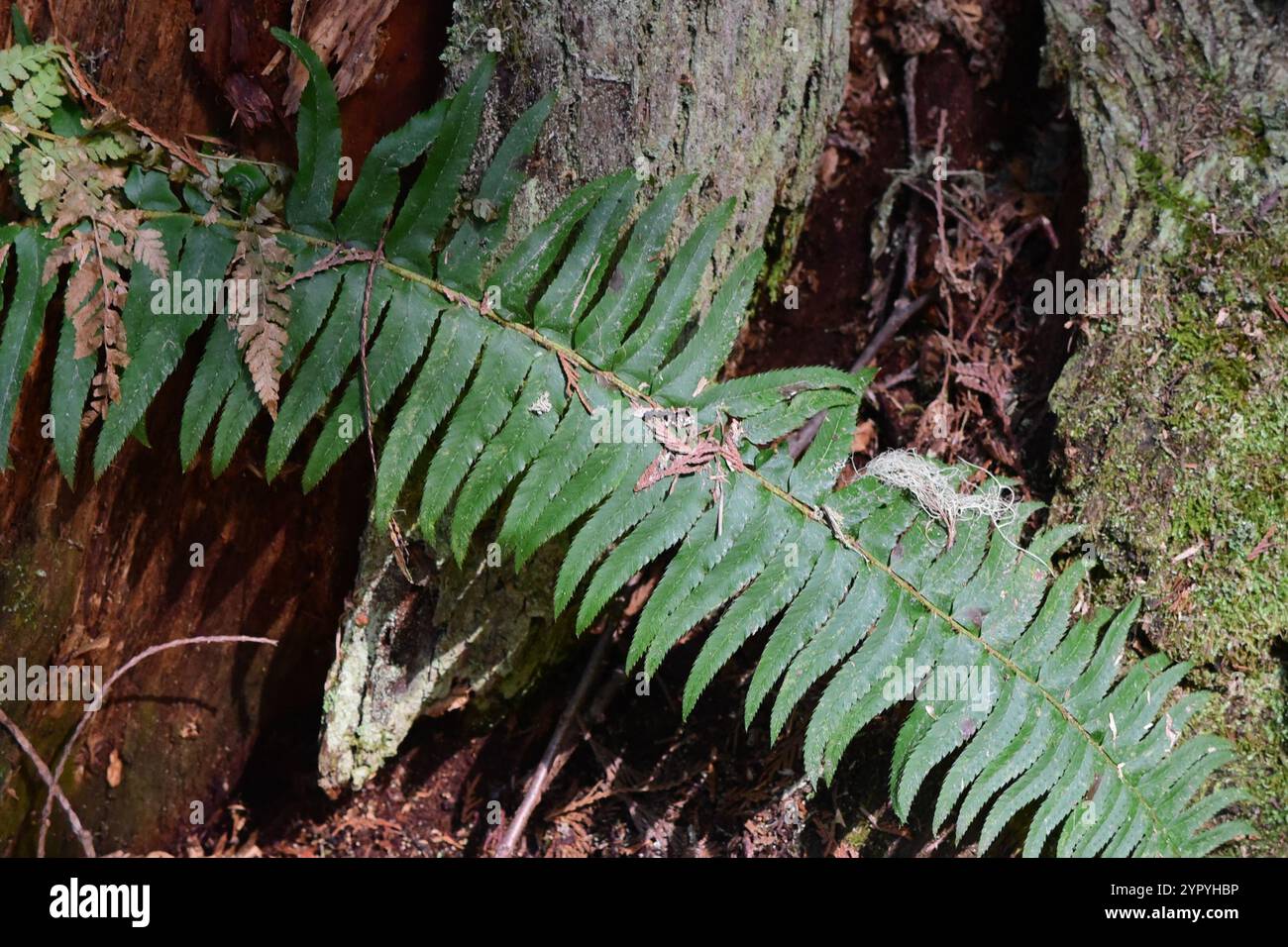 western sword fern (Polystichum munitum Stock Photo - Alamy