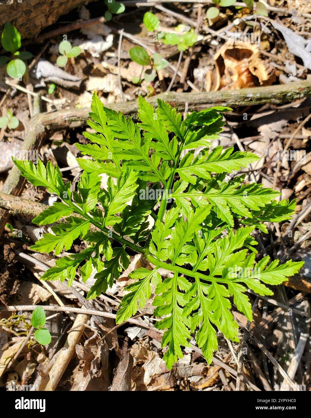 rattlesnake fern (Botrypus virginianus Stock Photo - Alamy