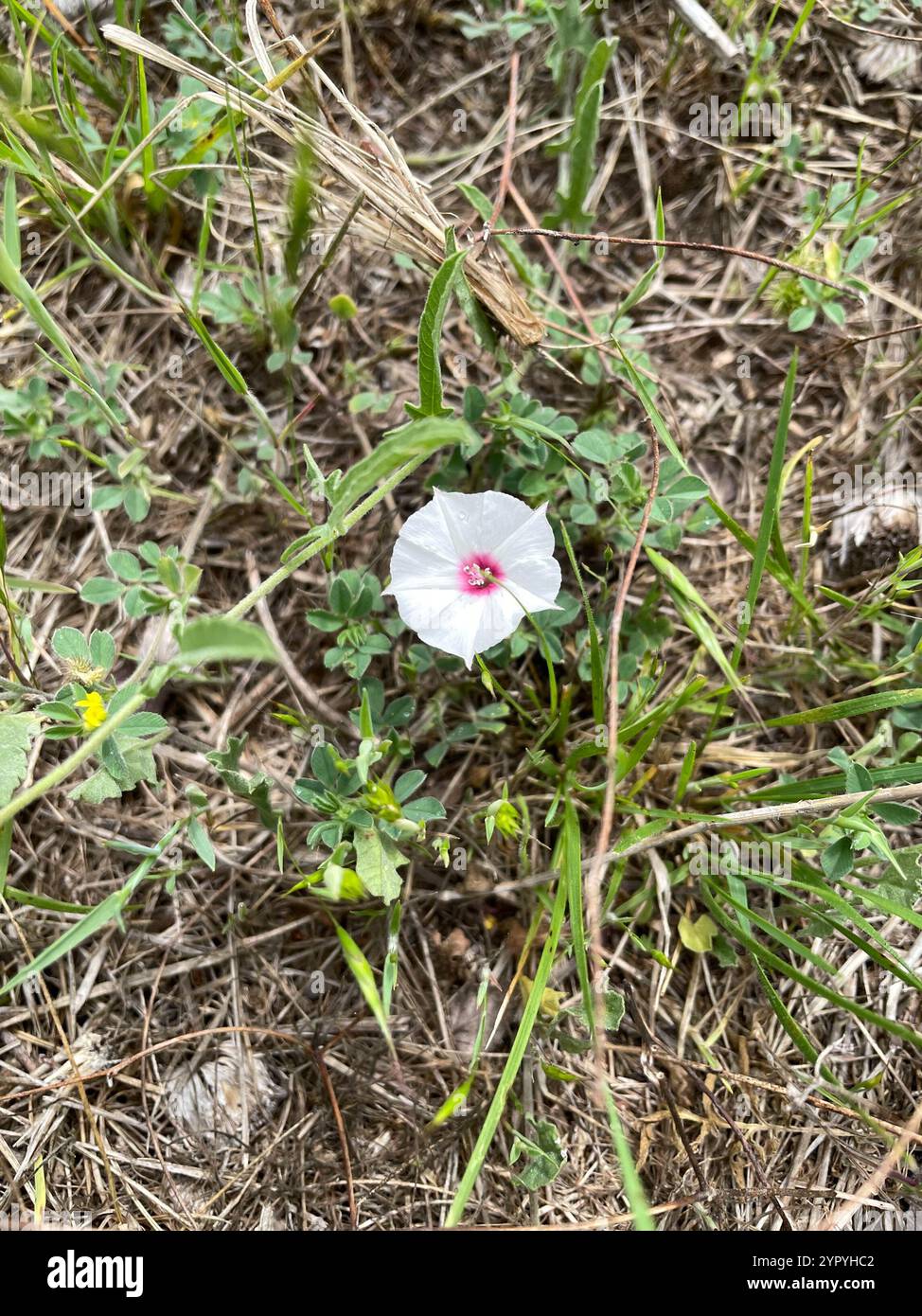 Texas bindweed (Convolvulus equitans Stock Photo - Alamy
