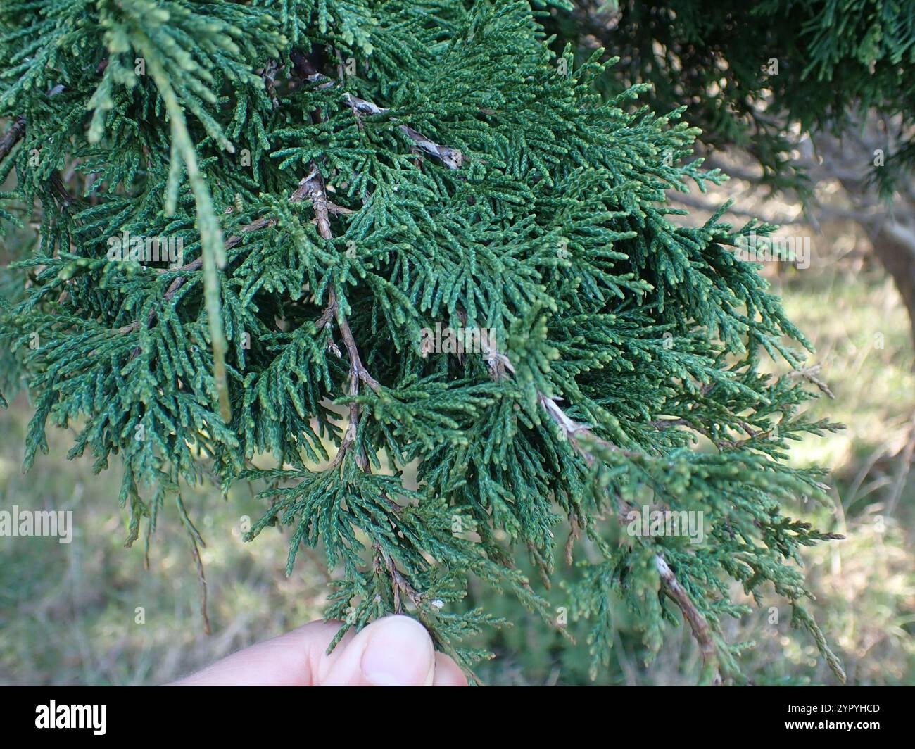 Seaside Juniper (Juniperus maritima Stock Photo - Alamy