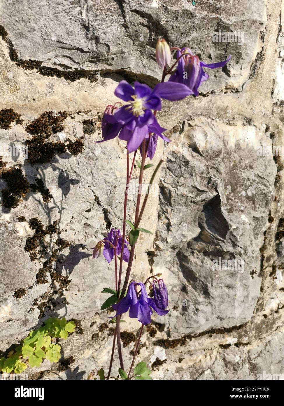 common columbine (Aquilegia vulgaris Stock Photo - Alamy