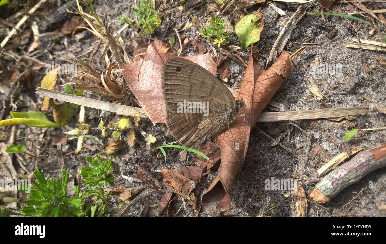 Carolina Satyr (Hermeuptychia sosybius Stock Photo - Alamy