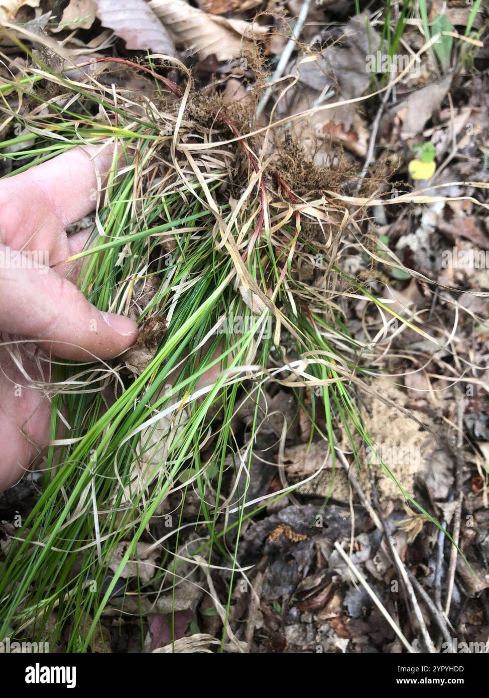 White-tinged Sedge (Carex albicans albicans Stock Photo - Alamy