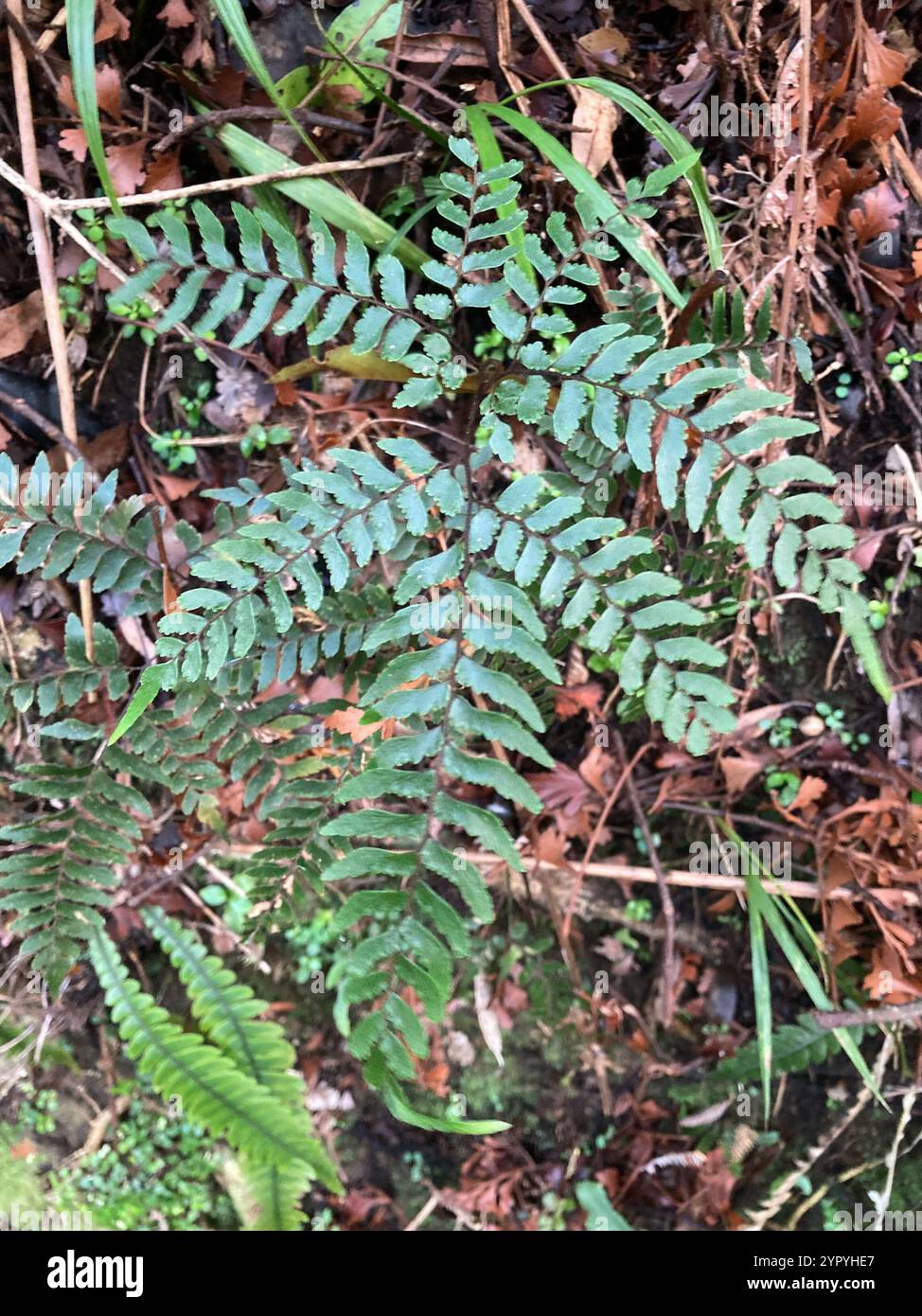 New Zealand Maidenhair Fern (Adiantum fulvum Stock Photo - Alamy