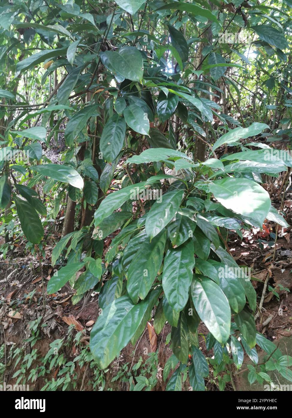 Cola nitida hi-res stock photography and images - Alamy